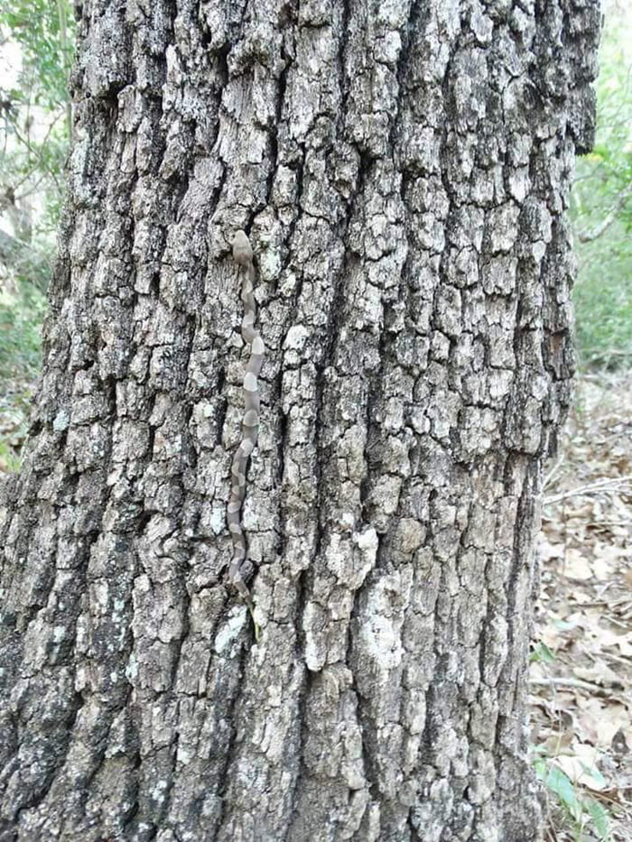 This is a photo of a Stephen's banded snake perfectly camouflaged on a ...
