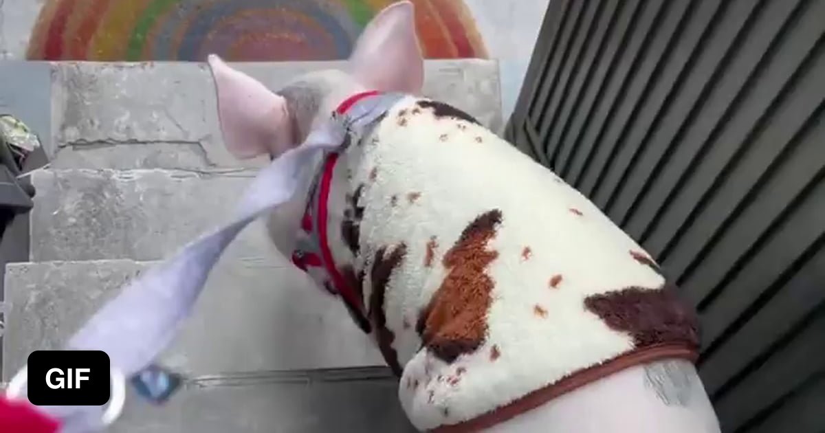 Human struggles to keep up on the walk - 9GAG