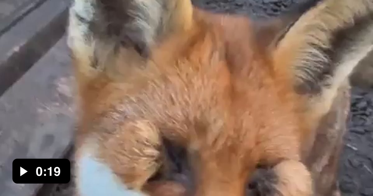 Little blind fox... She doesn't have any eyeballs at all. Instead, these tufts of fur grow... - 9GAG