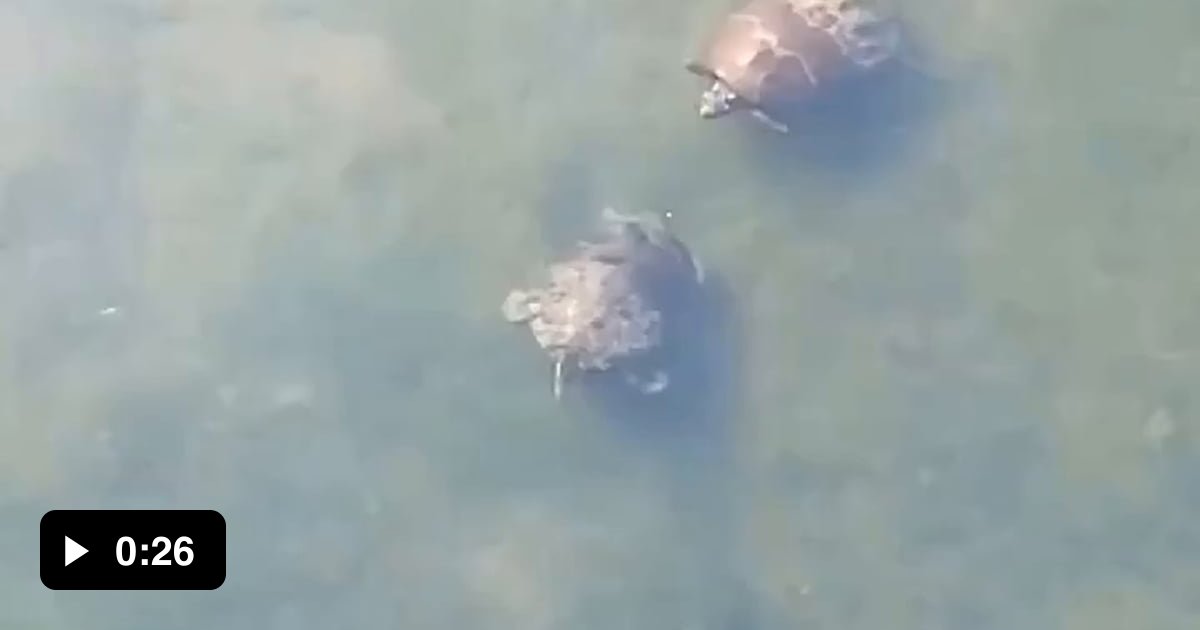 These are the most touching turtles I have ever seen! - 9GAG