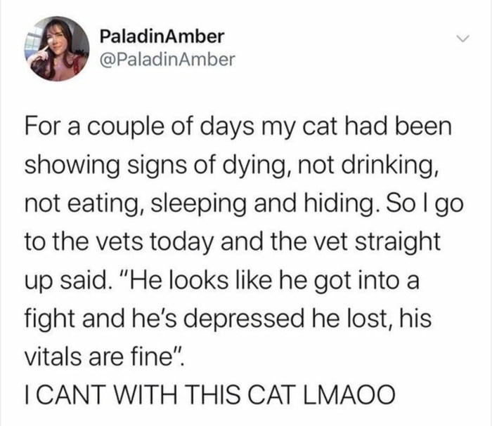 I miss Grumpy cat - 9GAG