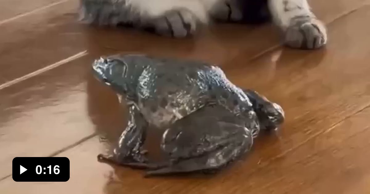 Wednesday My Dudes 9gag