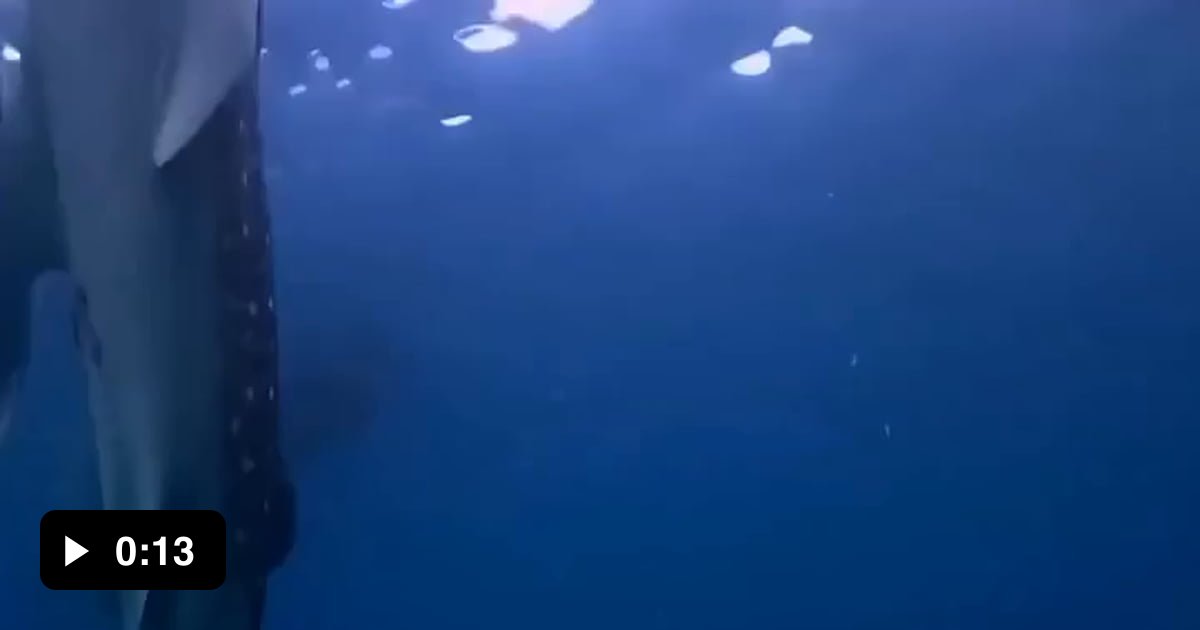 Swim with huge sharks and bottomless dark sea. - 9GAG