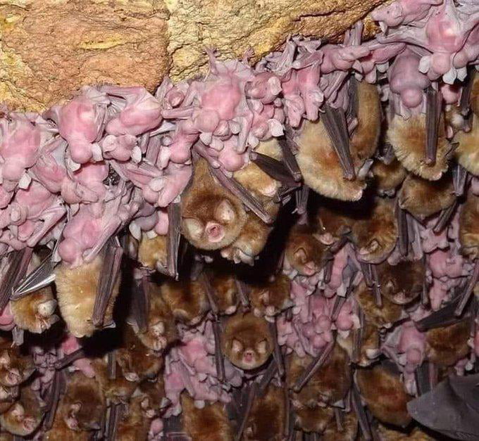 A bat nursery, these baby bats are completely hairless, can't fly and of course can't see. They ...