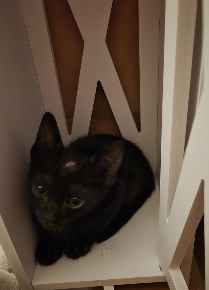 Serving a life sentence for being too cute. - 9GAG