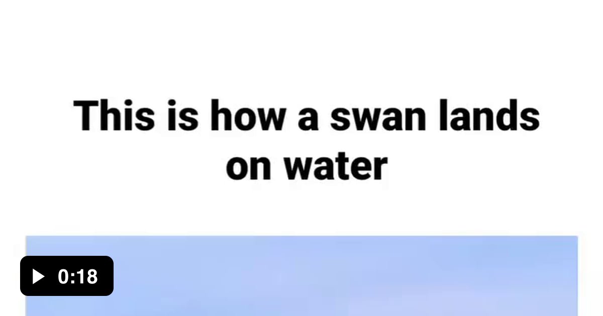 A swan coming in for a landing on water. - 9GAG
