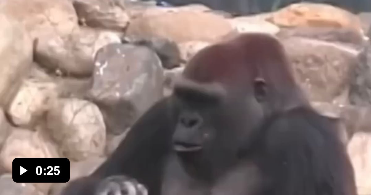 Happy Monkey Monday - 9GAG