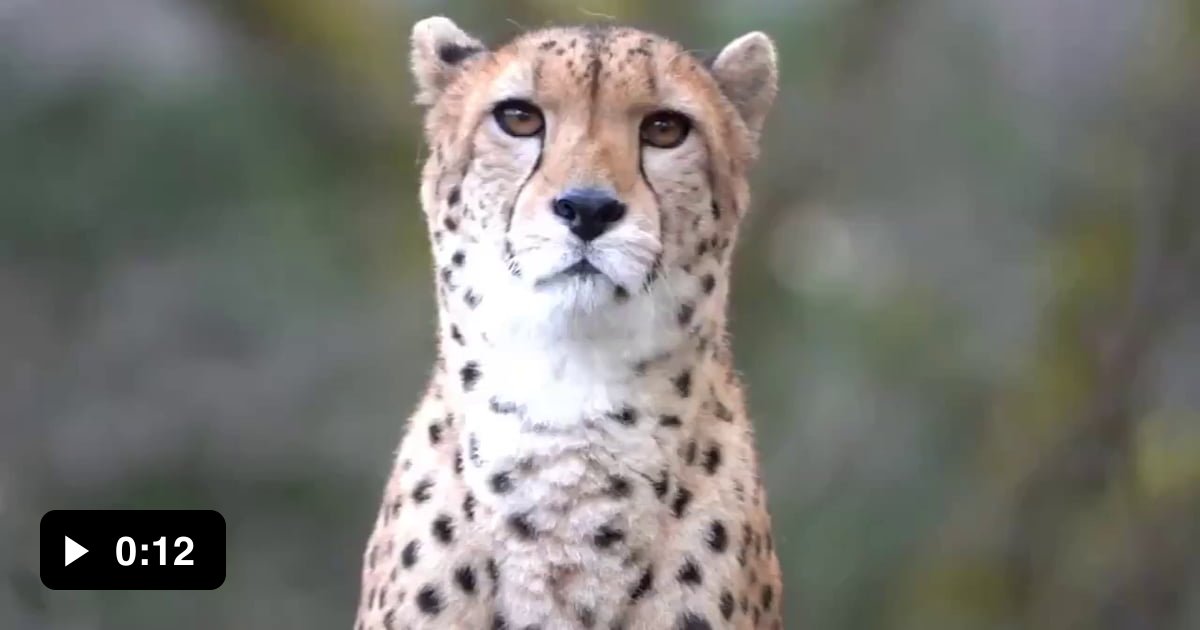 Cheetas don't roar, they meow like housecats. - 9GAG