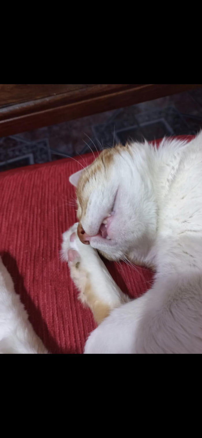 After creating chaos all day he got tired. Are your orange cats like that too? - 9GAG