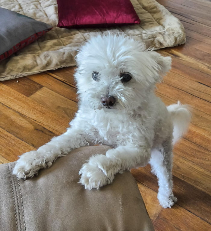 4 kilos of fluff - 9GAG