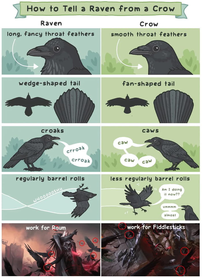 Ravens and crows - 9GAG