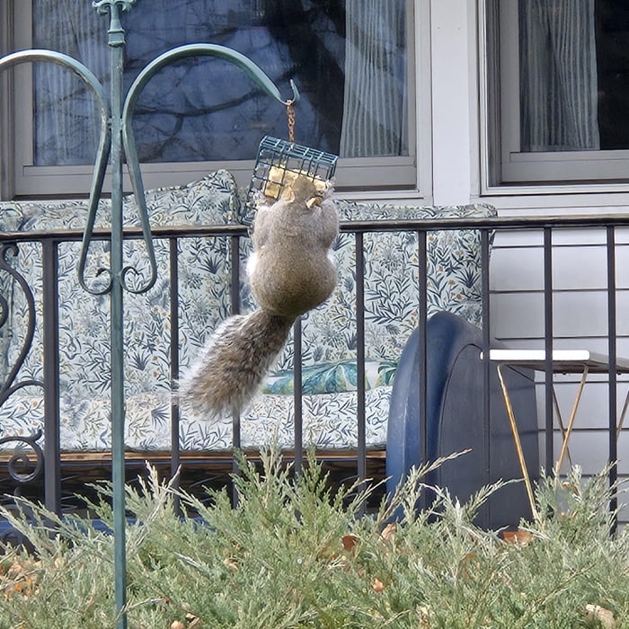 Of a squirrel - 9GAG