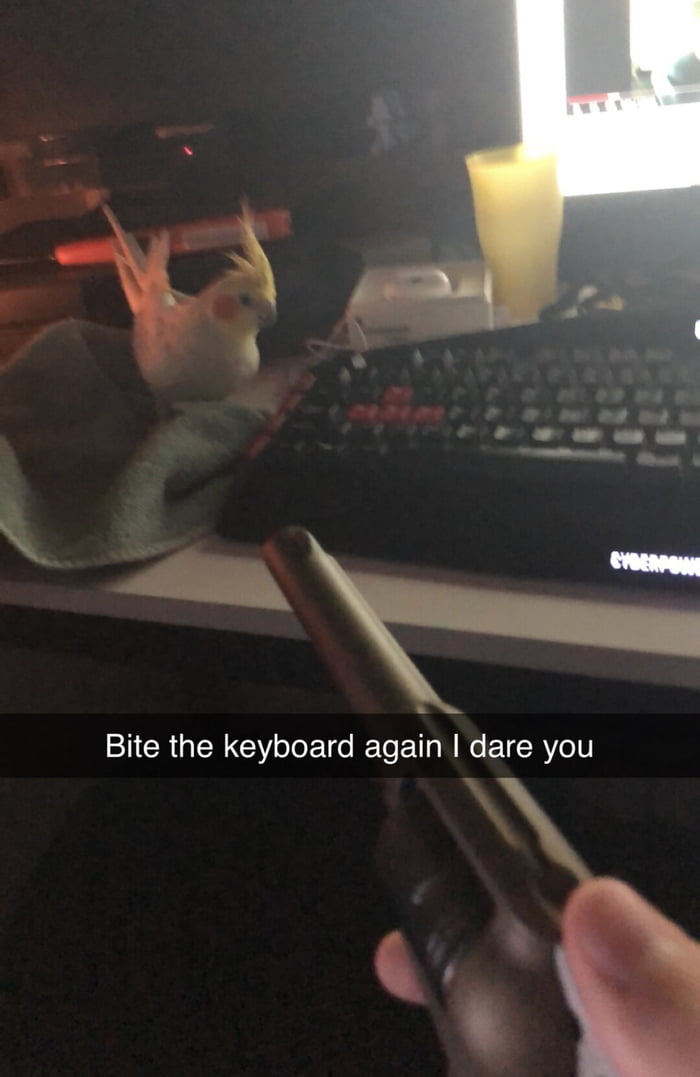 Bite the keyboard again, I dare you! - 9GAG