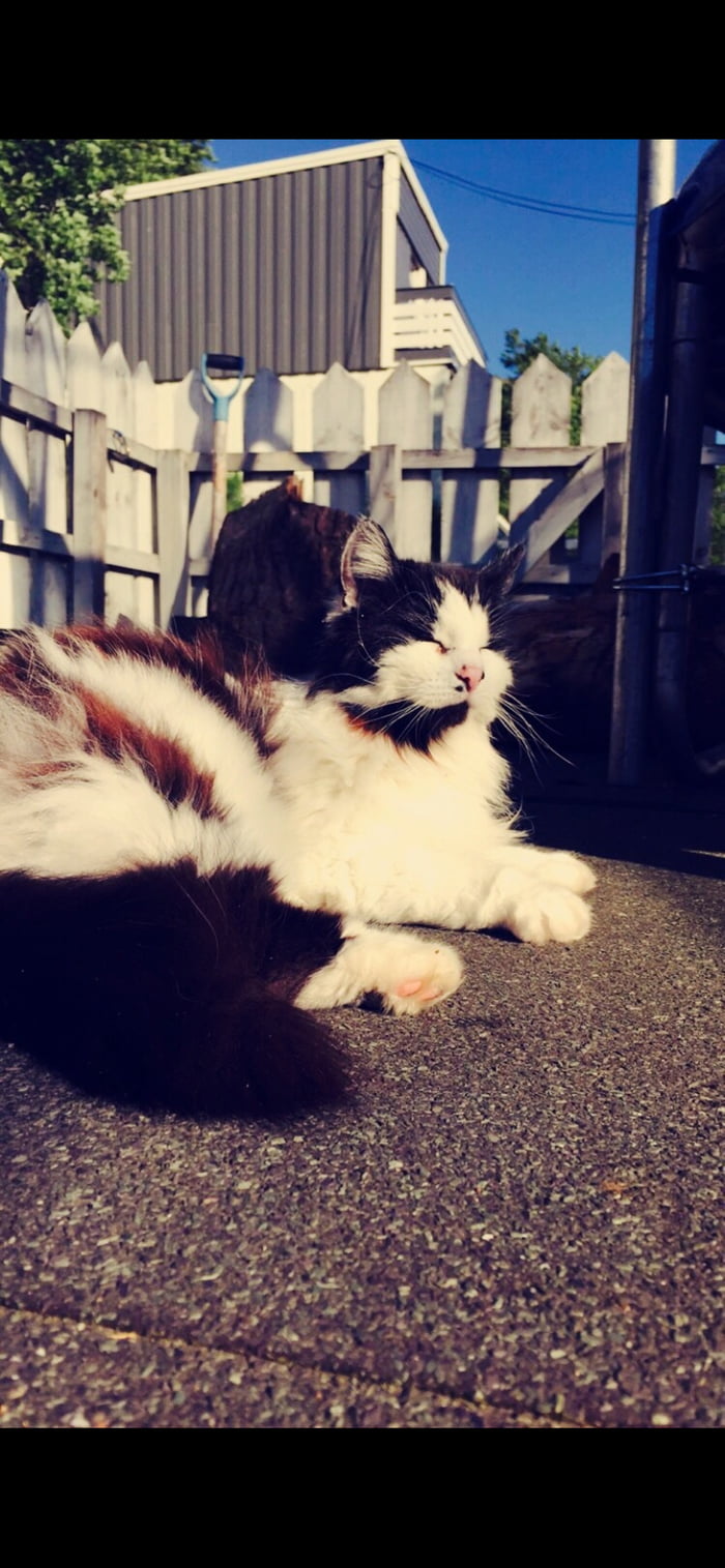 My hairy kitty - 9GAG