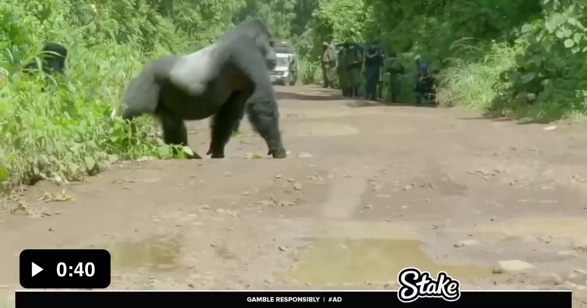 Massive silverback gorilla blocks a road so his family can cross safely. - 9GAG