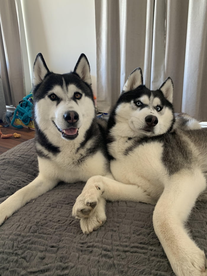 Derpy husky brothers - 9GAG