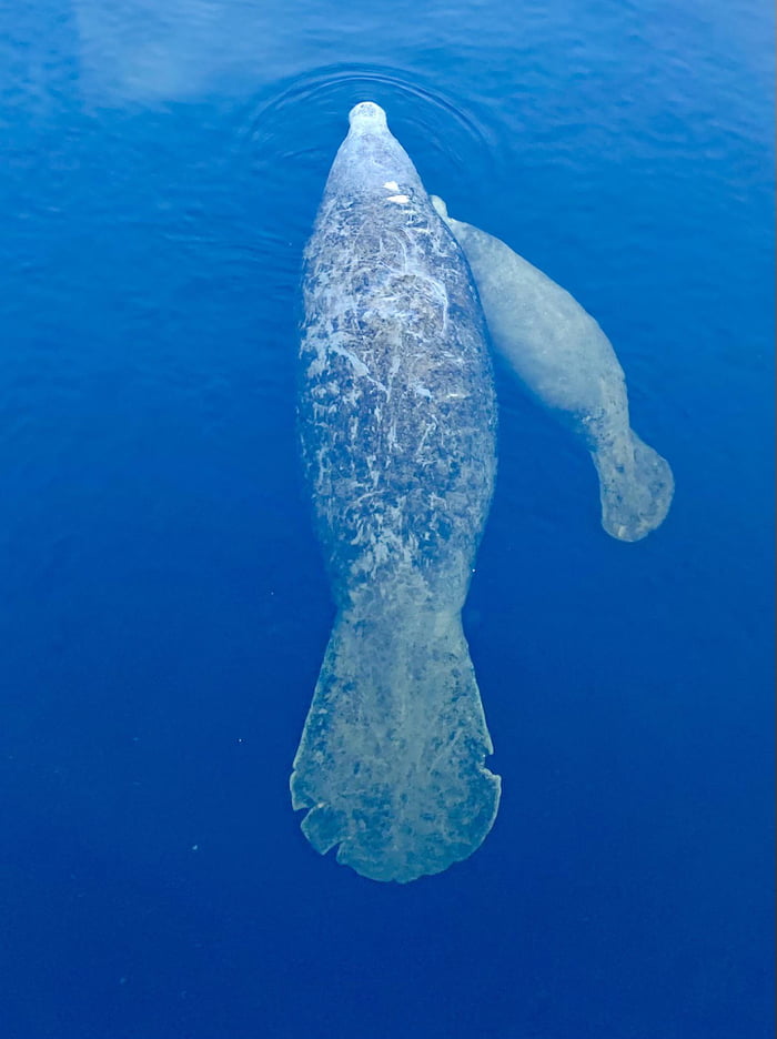The way this baby manatee snuggles against their mother - 9GAG
