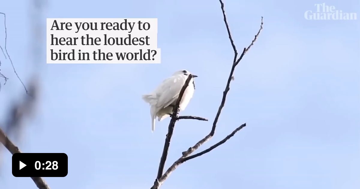 Loudest bird in the world - 9GAG