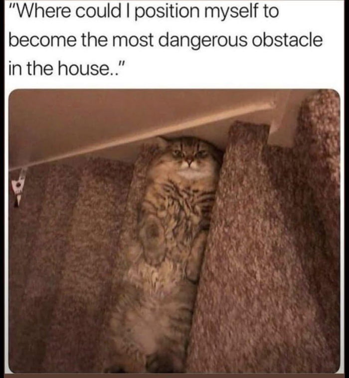 This cat is plotting something devious - 9GAG