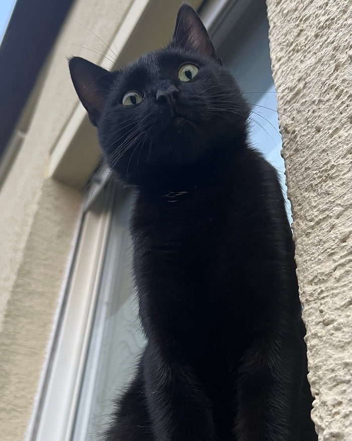 Say Hi to Mr. Mau Mau - 9GAG