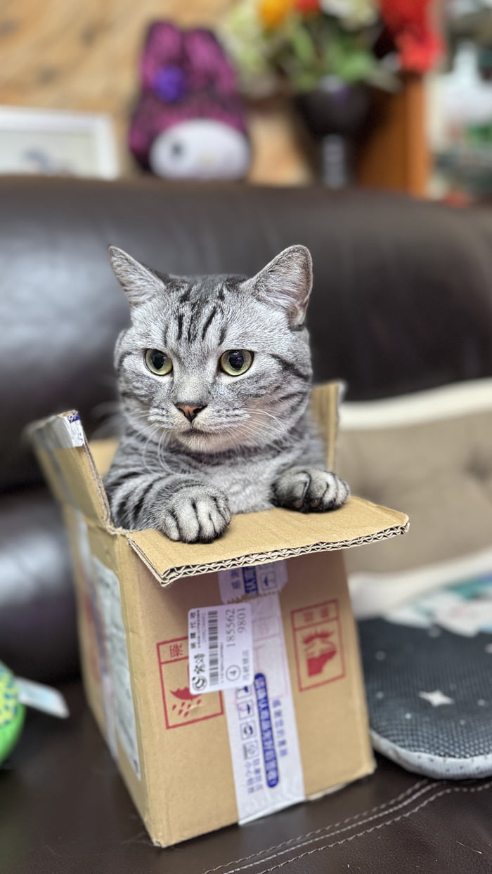 I’m fat but still fit the box - 9GAG