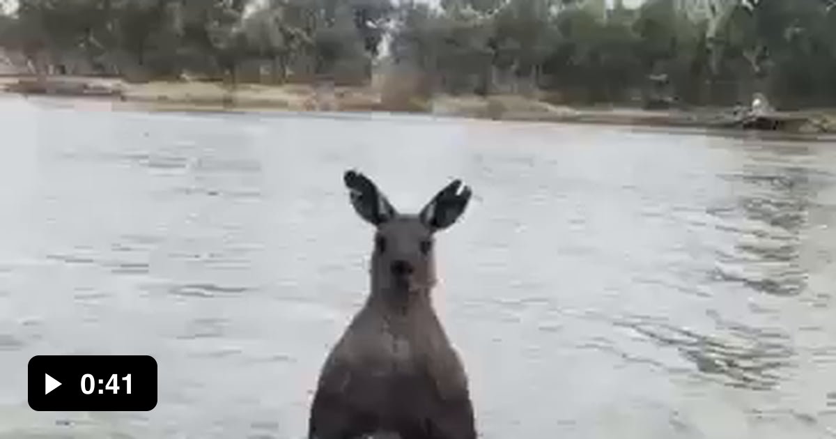 Basic enemy in Australia - 9GAG