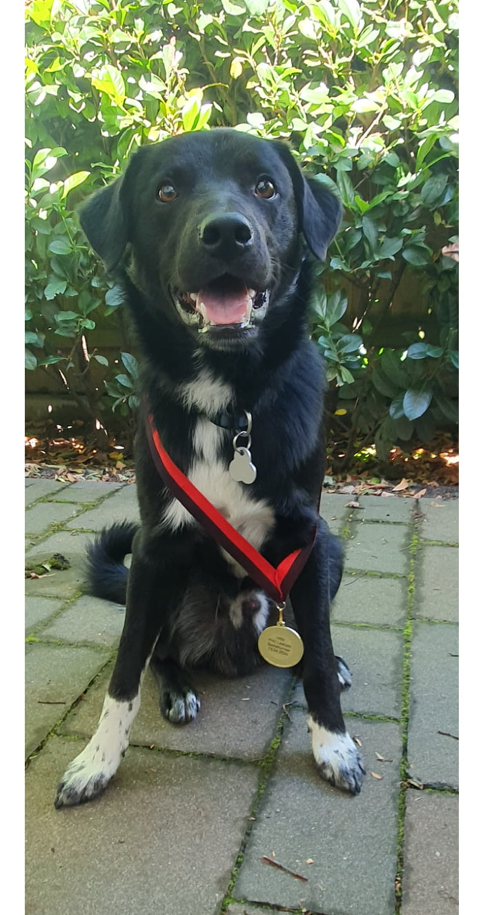 Took part in a fun tournament and Dobby got 14th..... out of 15 - 9GAG