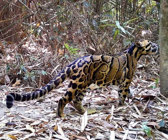 Rare clouded leopard spotted in Cambodia - 9GAG