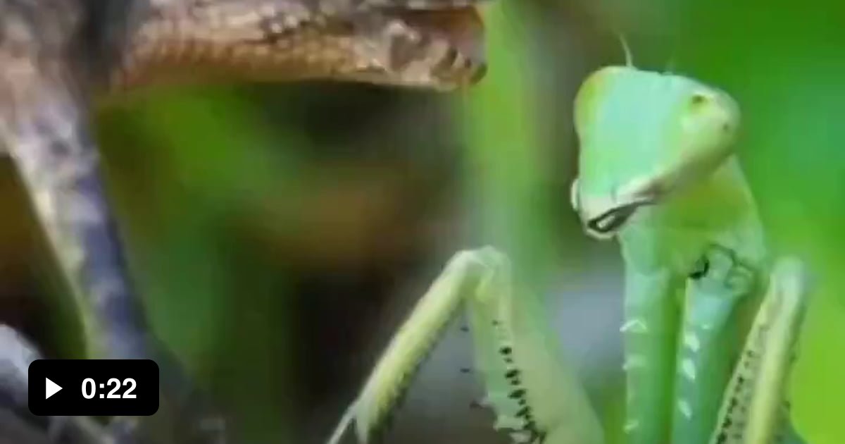 The praying mantis prays very powerfully. - 9GAG