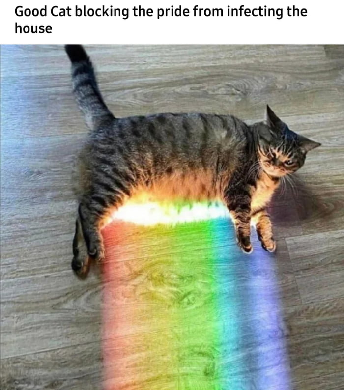 June is upon us! Adopt a cat! - 9GAG