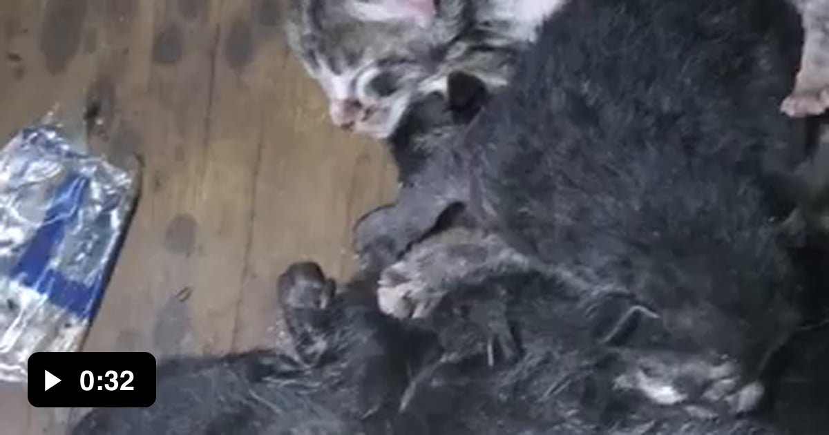Welcome 6 little nuggets to the world! - 9GAG