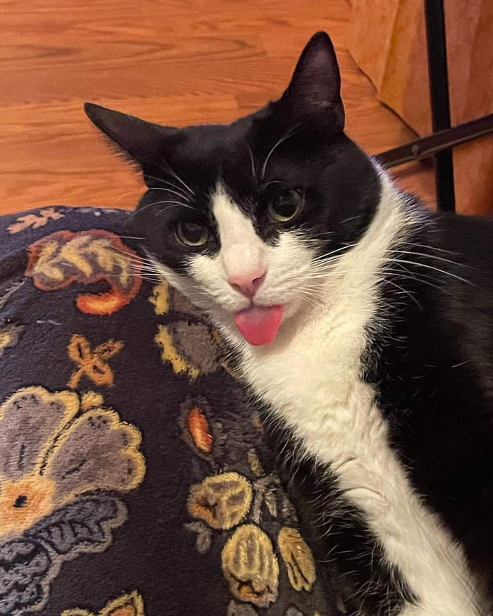 My little Cosmo - 9GAG