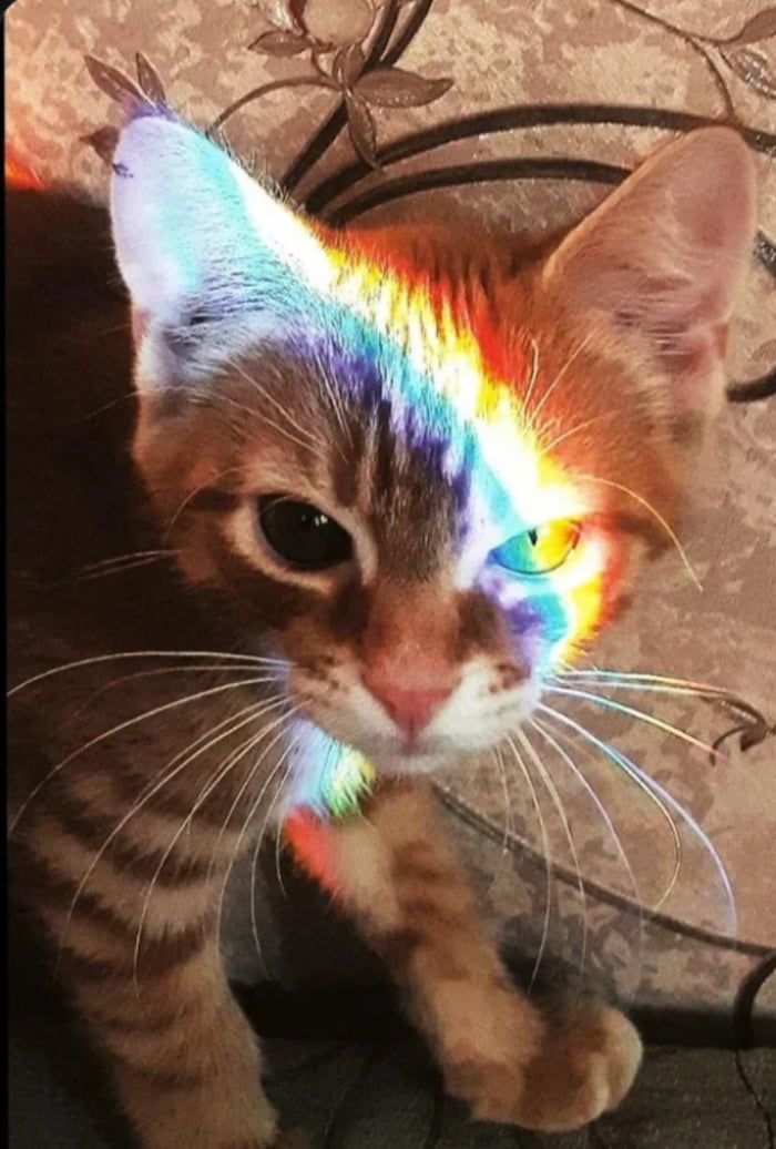Nyan cat, the absolute god of hyperdeath - 9GAG