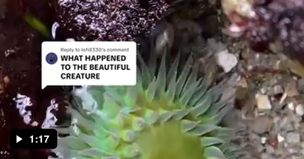 Sea anemones are always beautiful - 9GAG