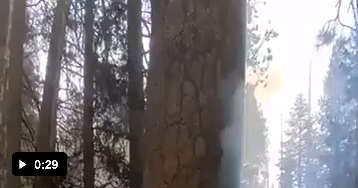 During fires, trees can burn from within. And this is very dangerous - because you can't see ...