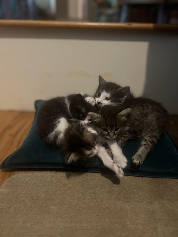 Cuddle Puddle 9gag