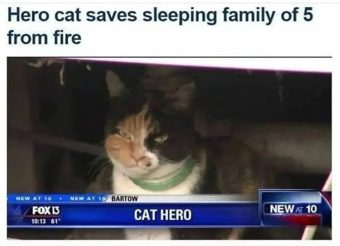 Hero Cat ️ - 9GAG
