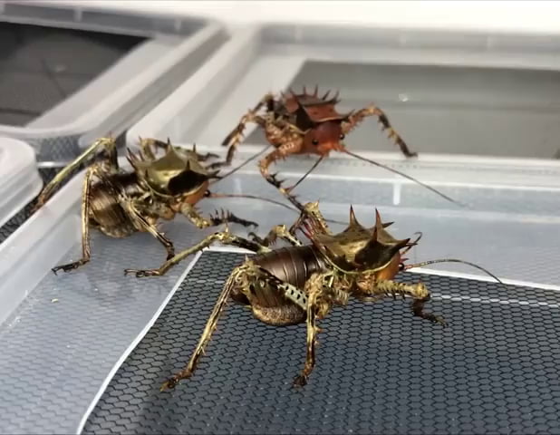 These rare Cosmoderus femoralis view carnivorous crickets from Cameroon ...