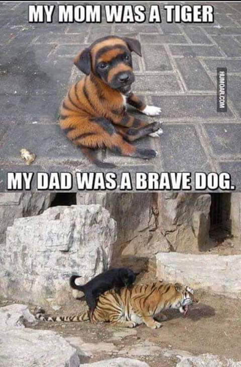 Courage the tigerly dog - 9GAG