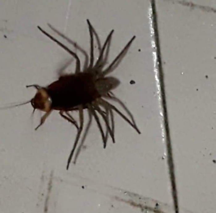 Just a cockroach riding a spider - 9GAG