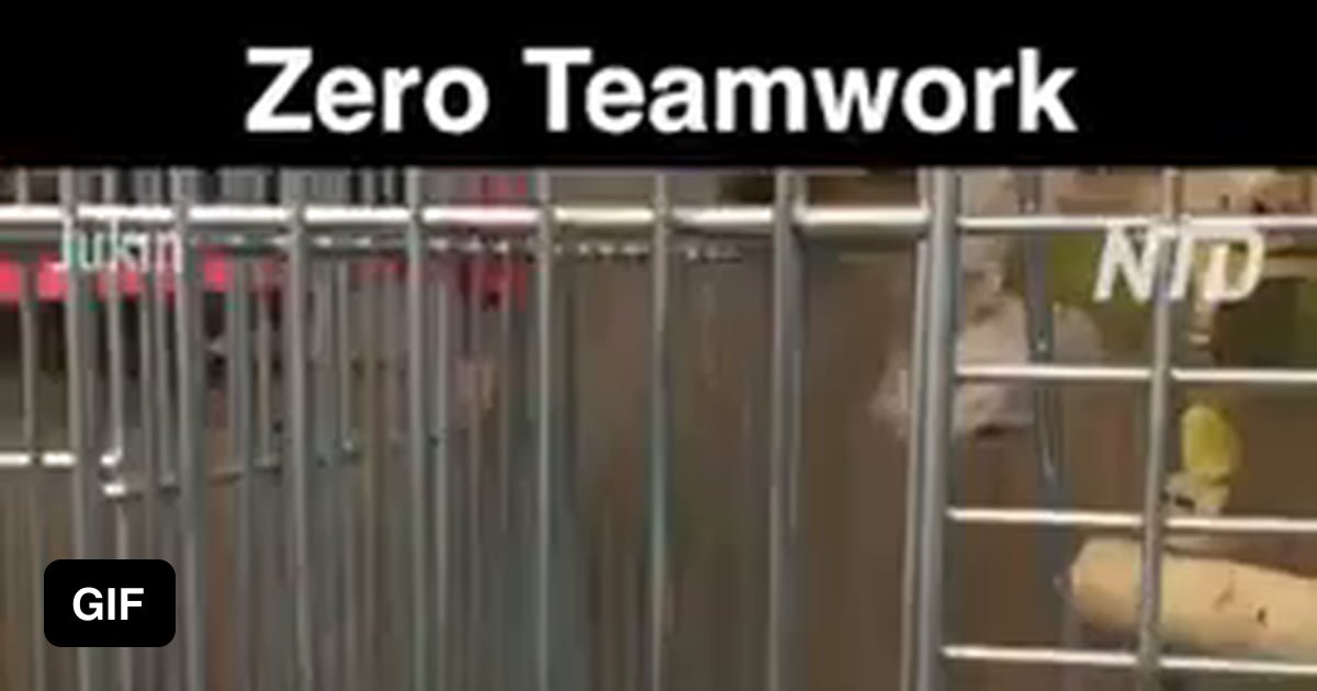 Birds've got a plan for a prison break, but no teamwork - 9GAG