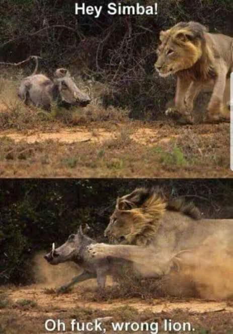 Sad Pumbaa *U ded* - 9GAG