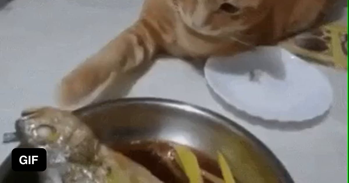 The classic ‘touch da fishy’ gif - 9GAG