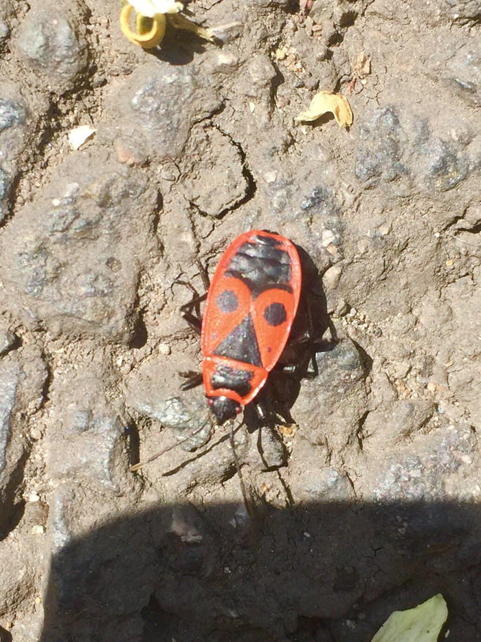 Tiki mask bug - 9GAG