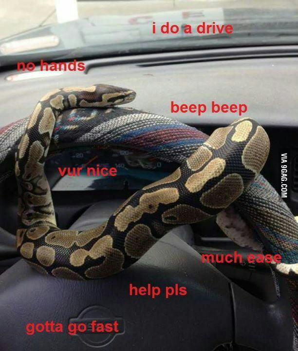 This is snek - 9GAG