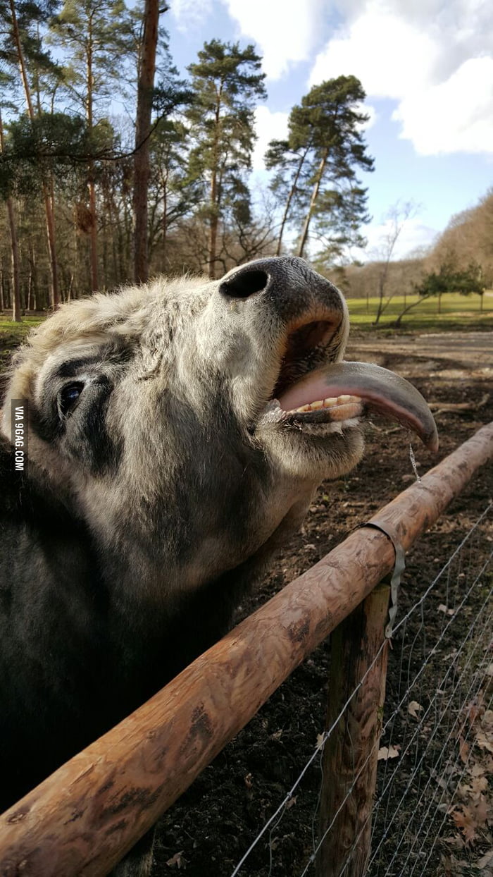 Friendly Derpy Cow - 9GAG