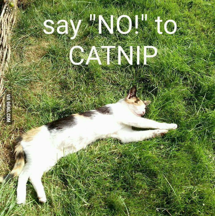 Say NO to catnip! - 9GAG