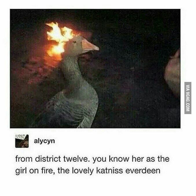 This goose is on fire - 9GAG