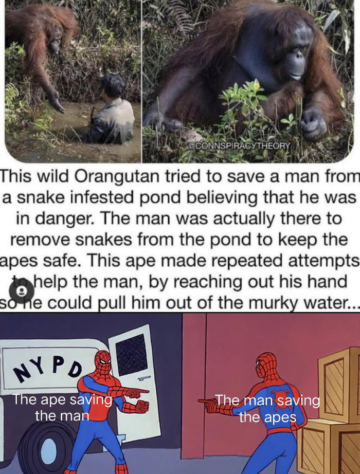Ape help human. Human help ape. - 9GAG
