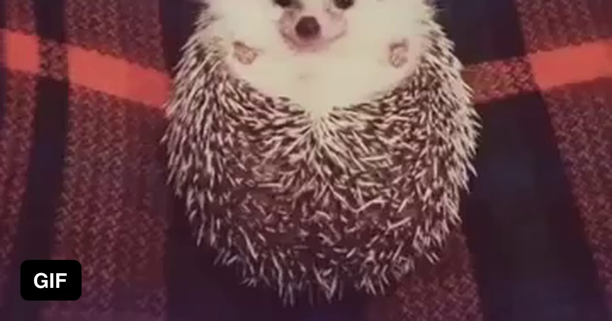 Grumpy Hedgehog Gets Treat - 9GAG